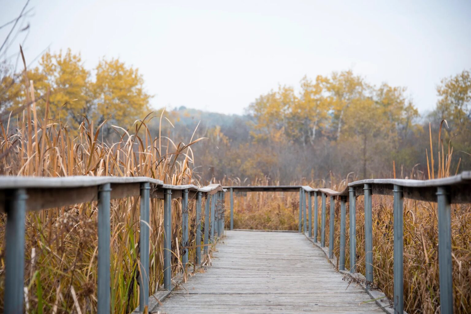 Local History: The Village of Williams Bay | Discover Williams Bay